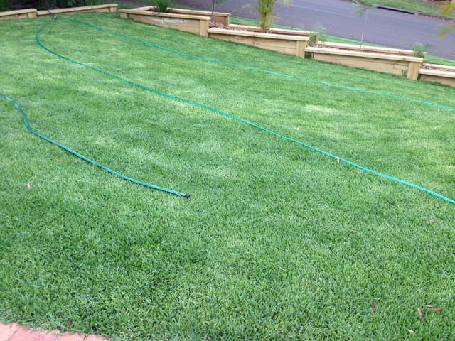 Plants & Turf - Brightside Landscapes